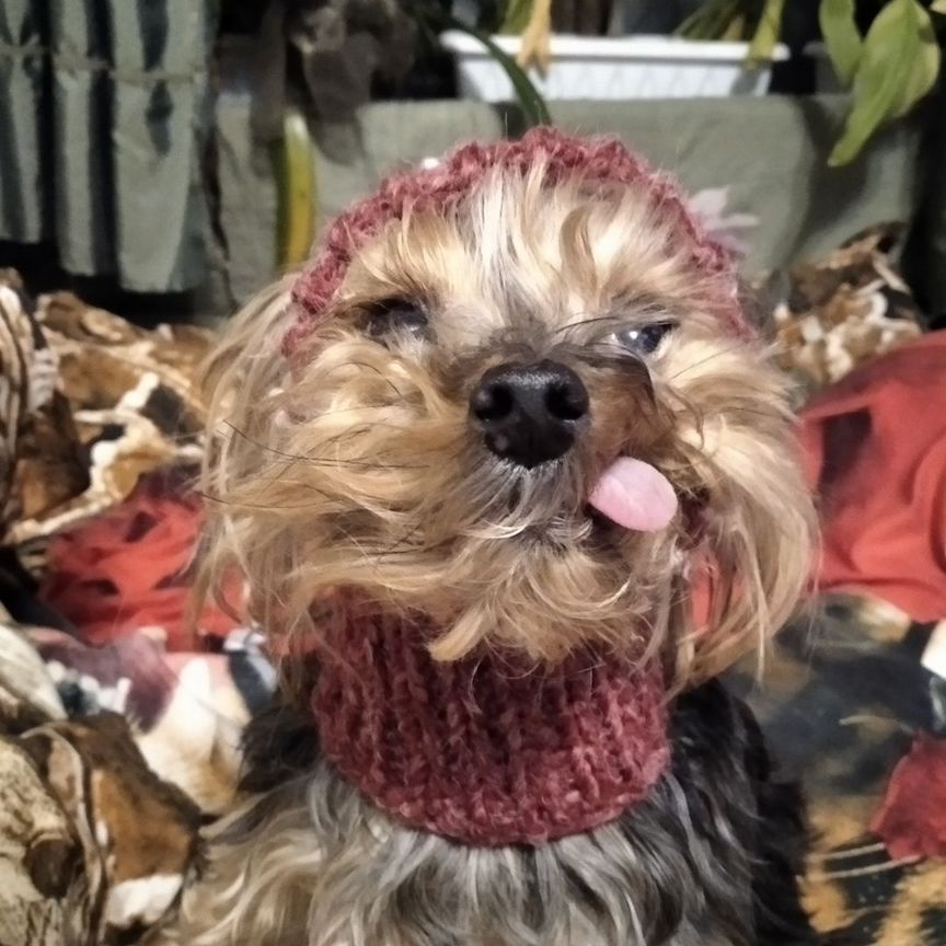 Шапка для собаки