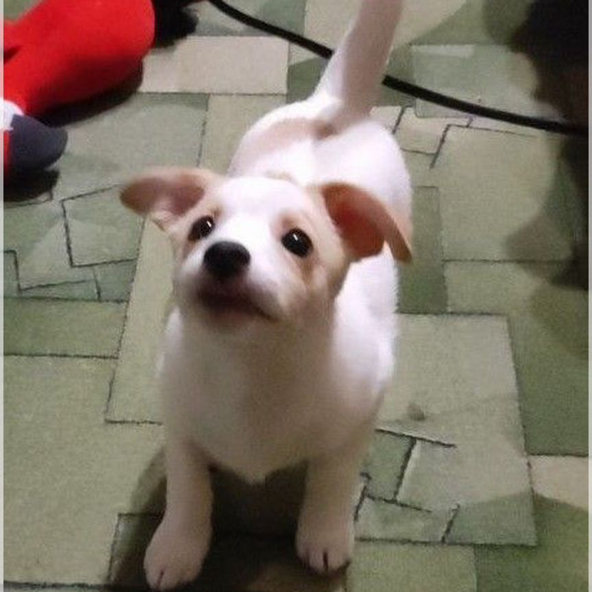 Русский той-терьер, щенок