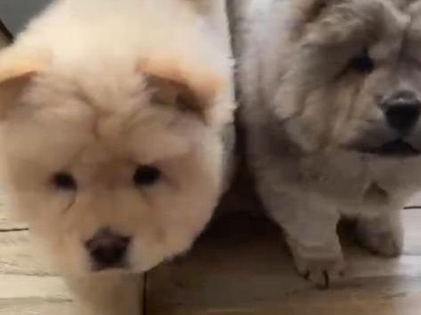 Щенки Чау-чау