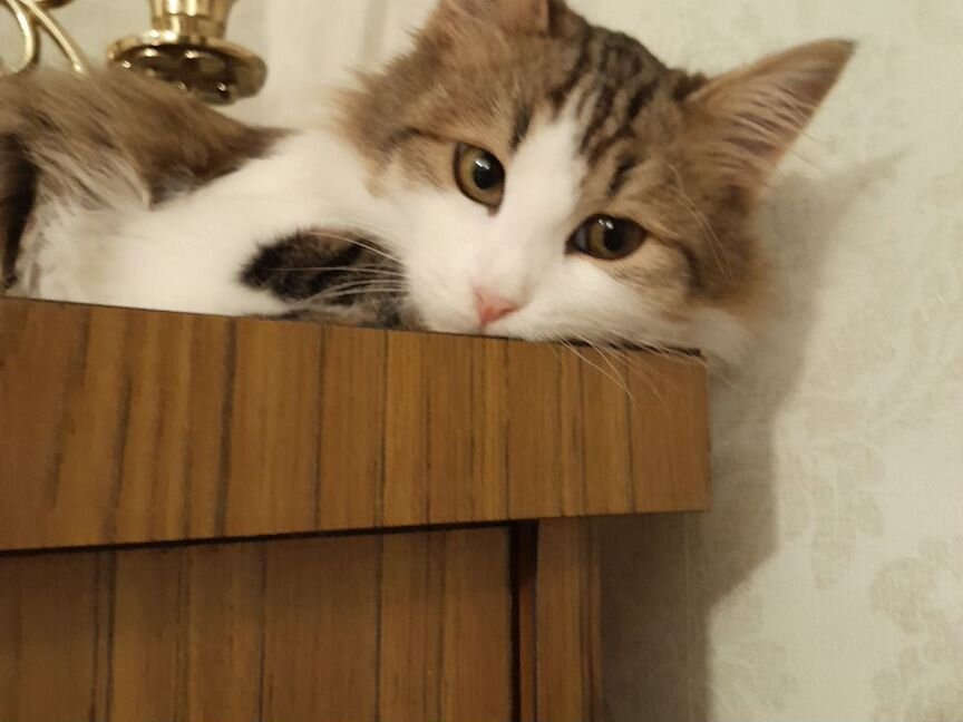 Кошки в добрые руки бесплатно