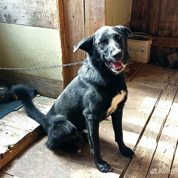 Отличный пес Сэм, 2 года