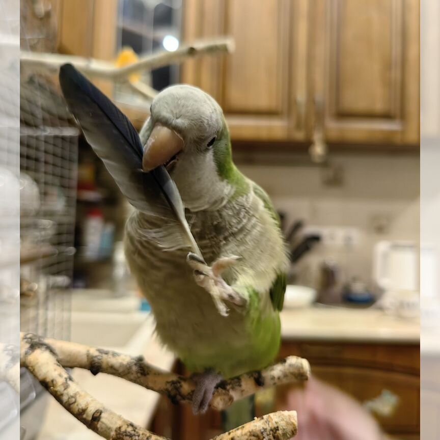 Попугай монах или квакер