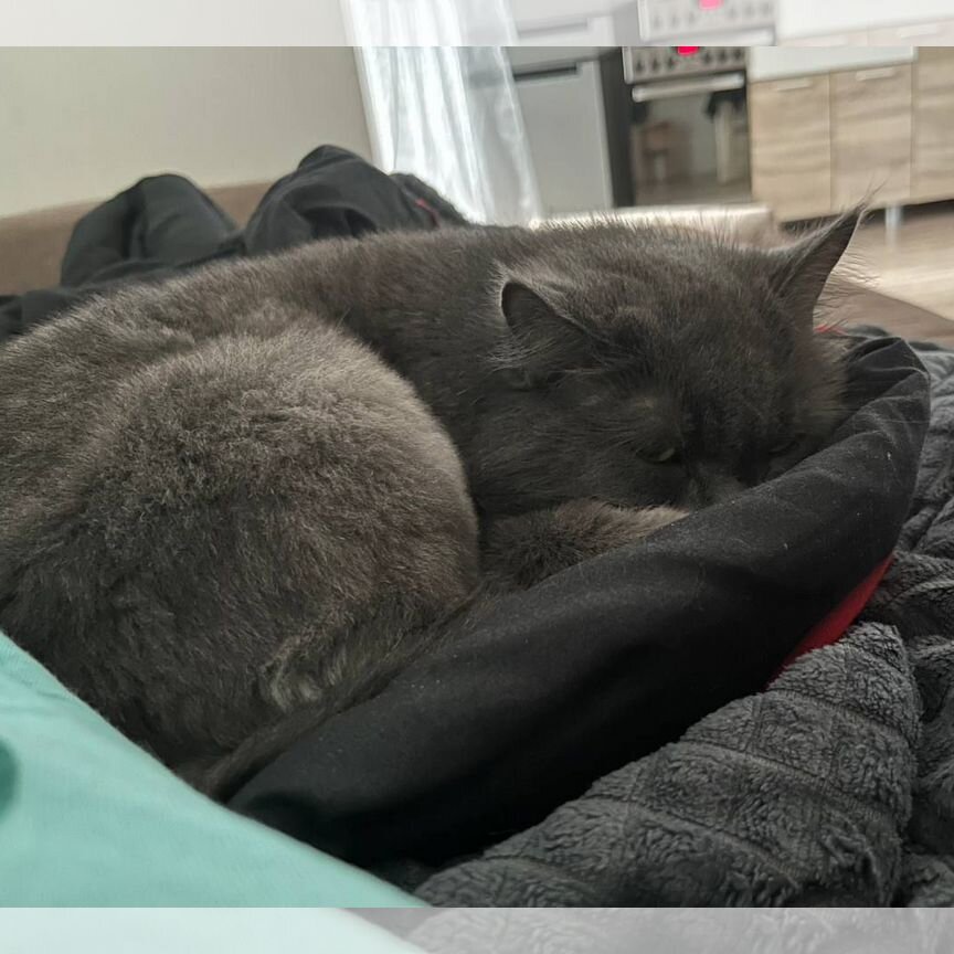 Взрослая, кошка в добрые руки