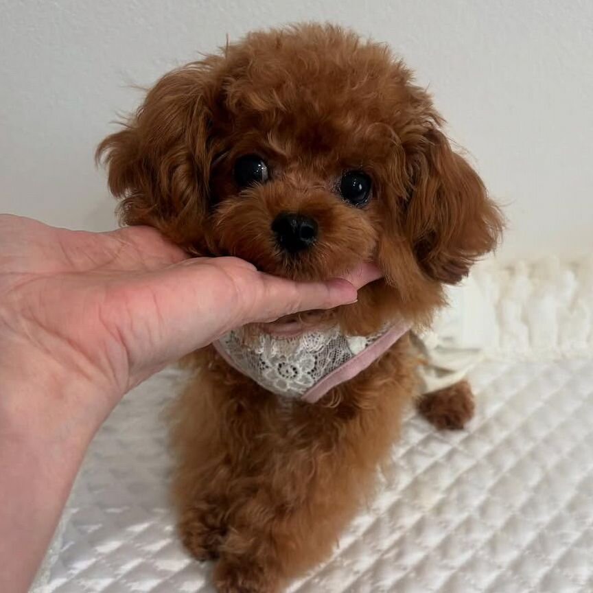 Той-пудель, щенок