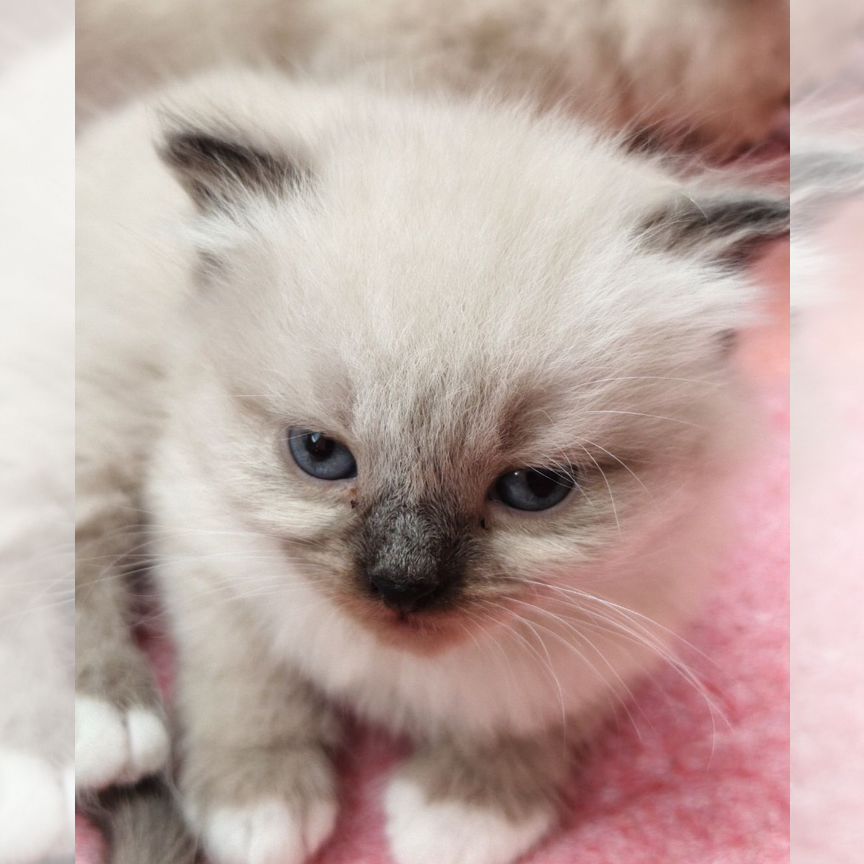 Тайский котёнок