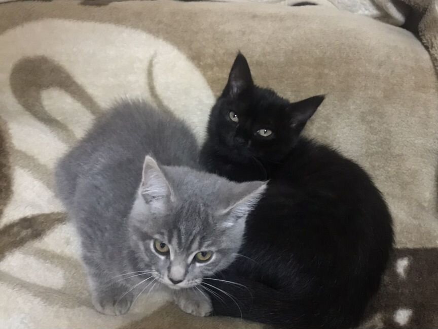 Котята - девочкиОтдам бесплатно в добрые руки