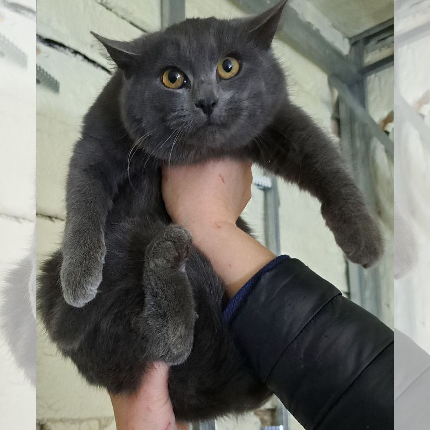 Очаровательная девочка котенок 7-8 мес