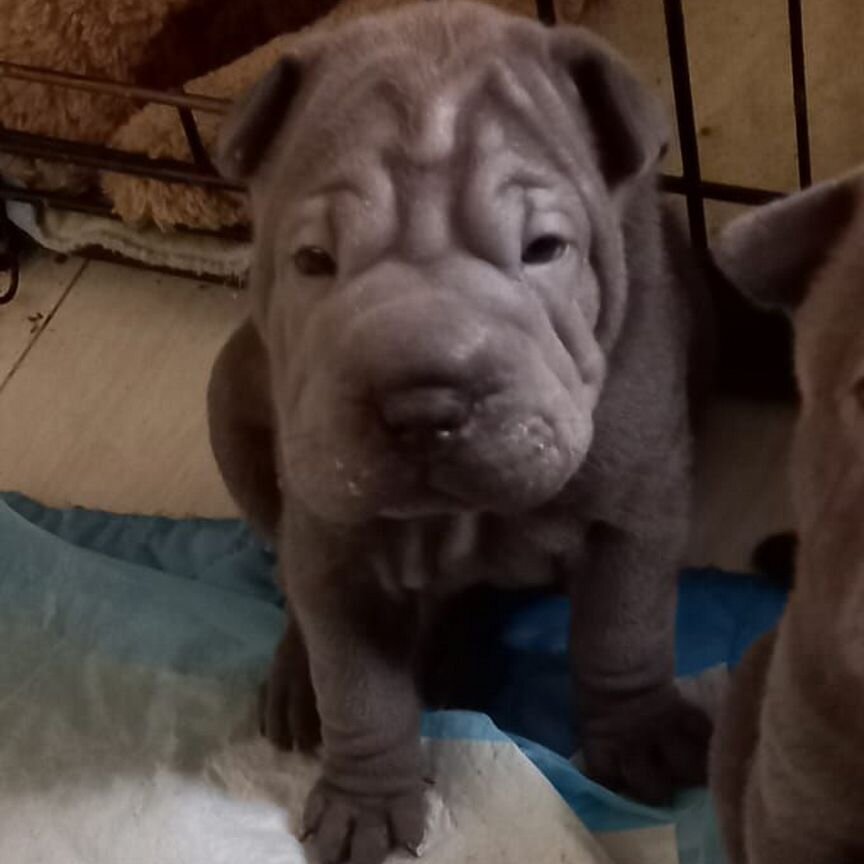 Шарпей, щенок