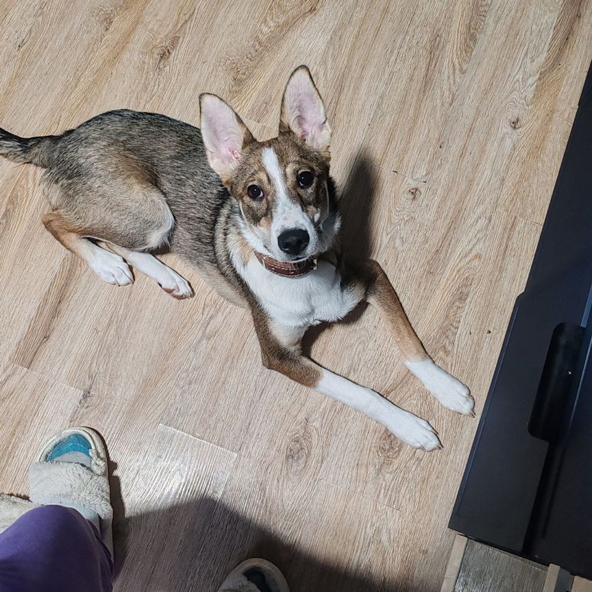 Собака в добрые руки отдам бесплатно