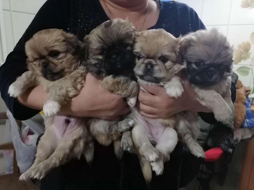 Щенки пекинеса