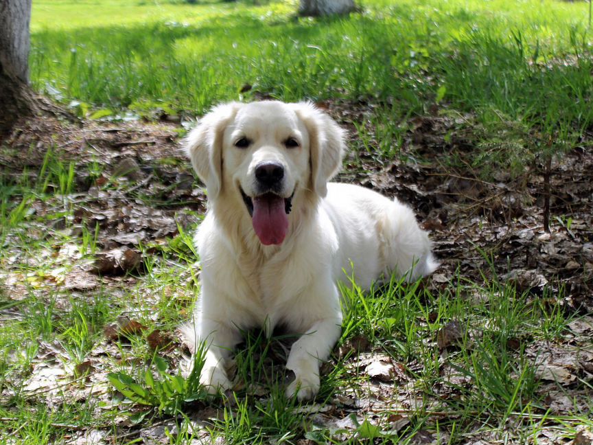 Золотистый ретривер девочка