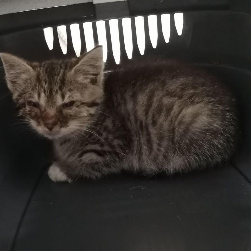 Нужна передержка 2,5 мес котятам