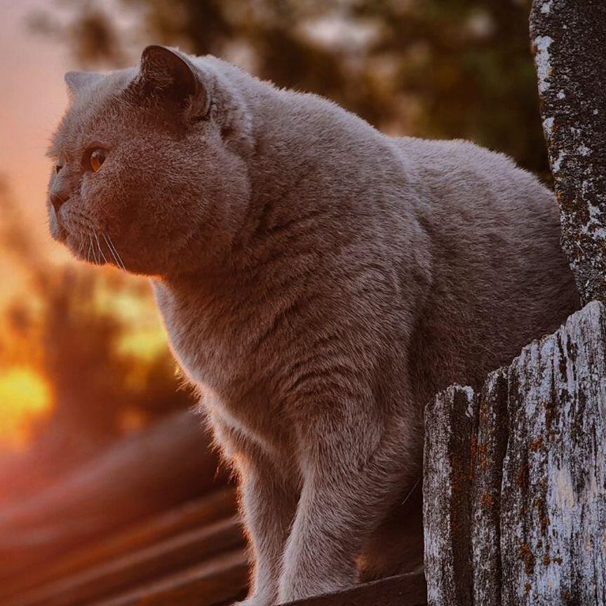 Британская длинношёрстная, взрослая кошка