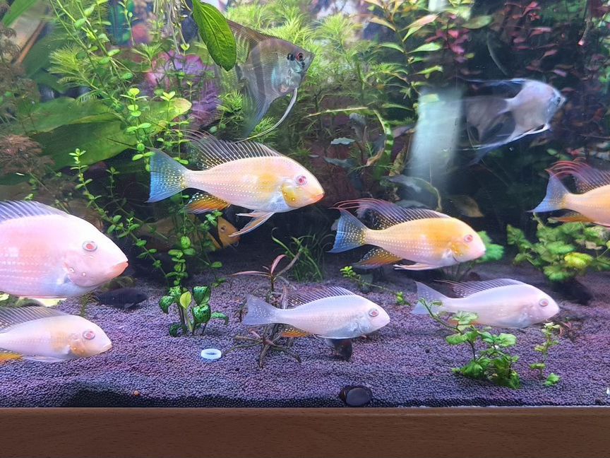 Аквариумные рыбки