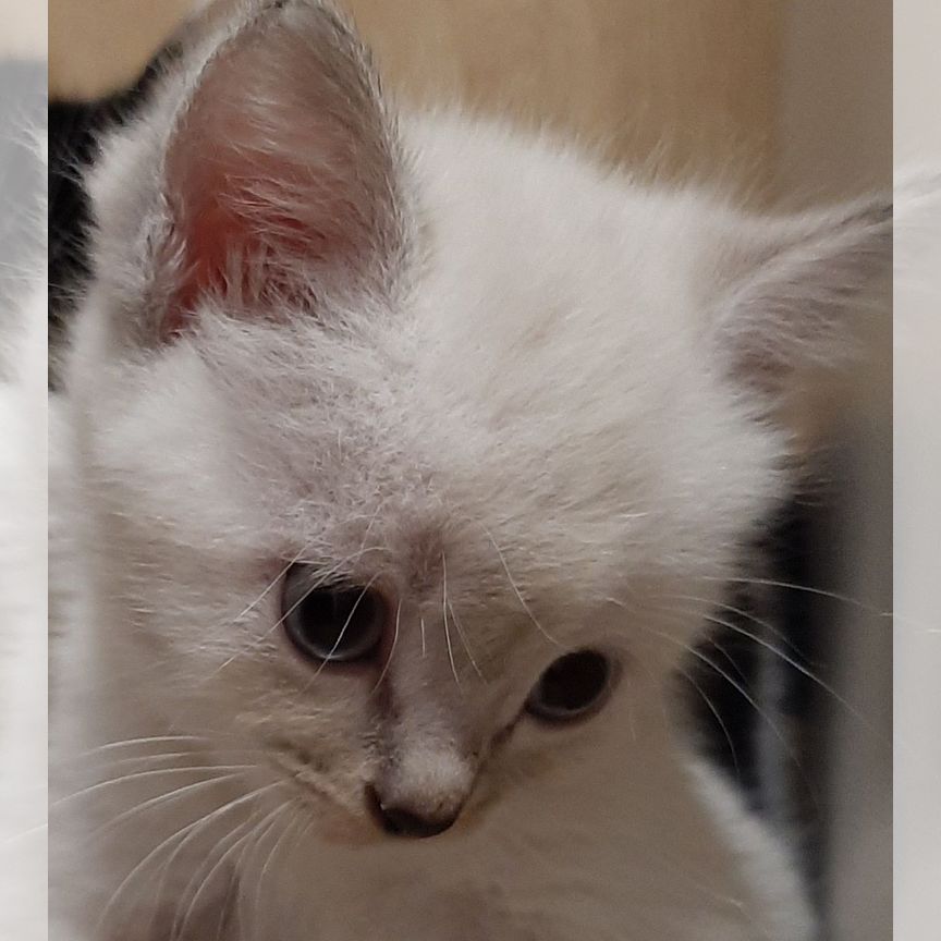 Невский маскарадный котёнок