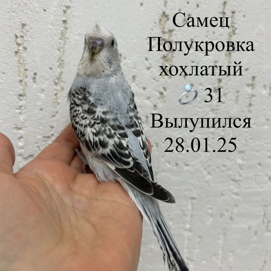 Попугайчики птенцы