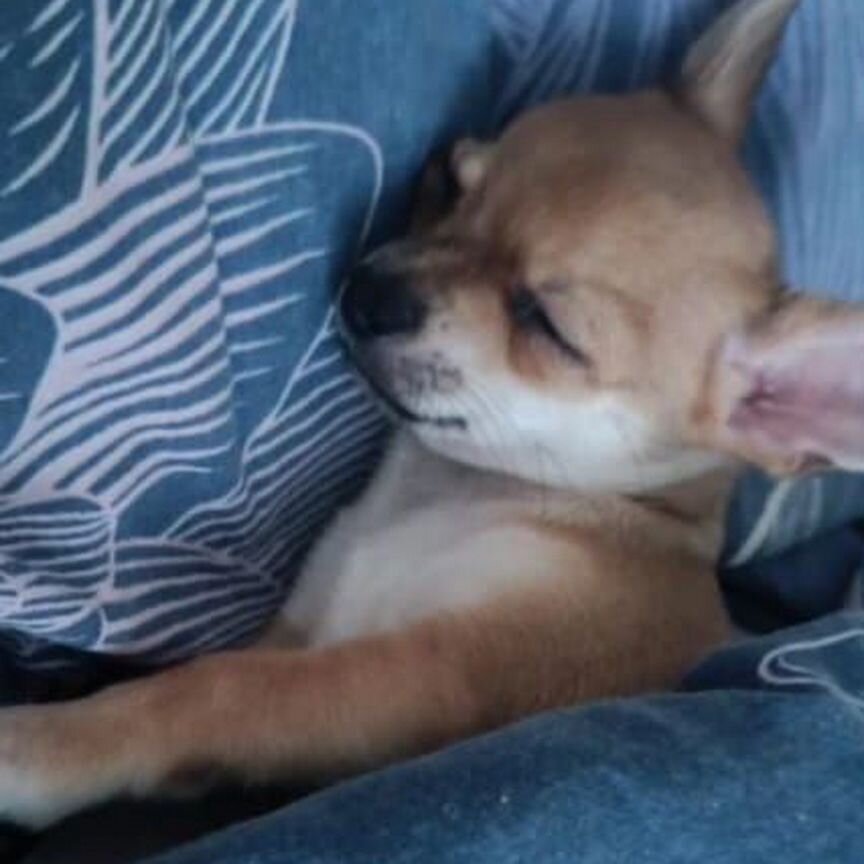 Чихуахуа, щенок