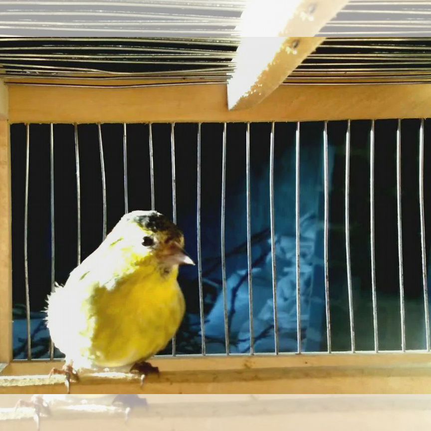 Чижи щеглы певчие птицы