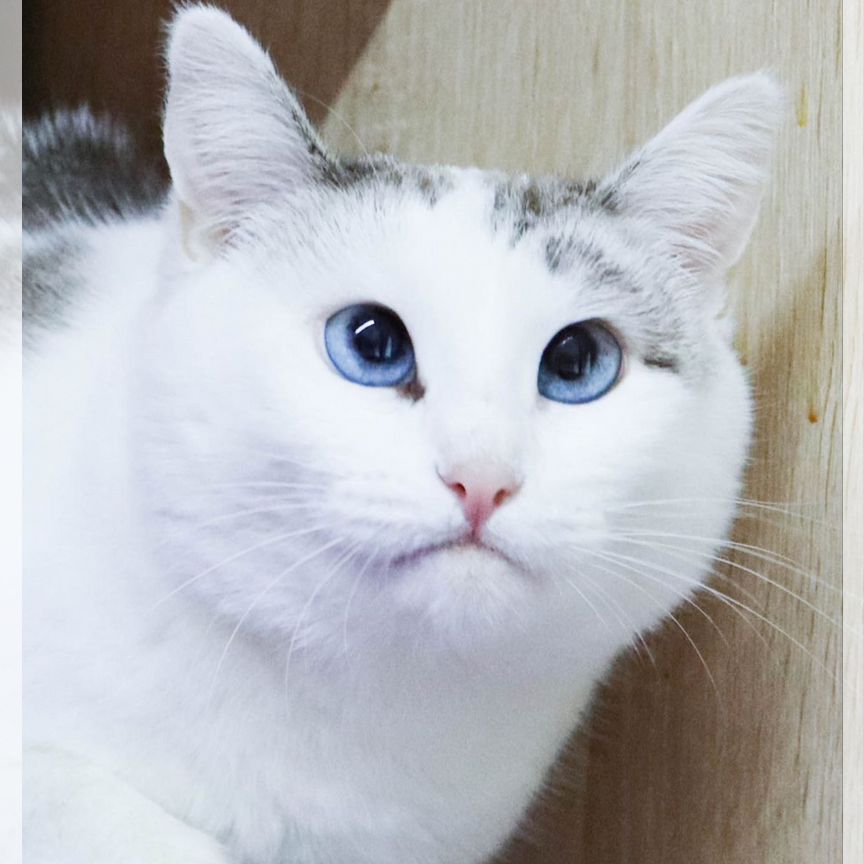 Необычная кошечка Сильва ищет дом