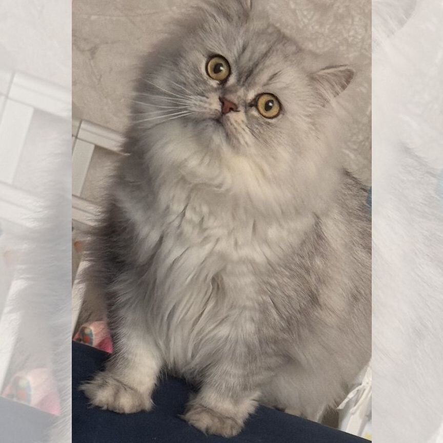 Шотландский прямоухий длинношёрстный, взрослый кот