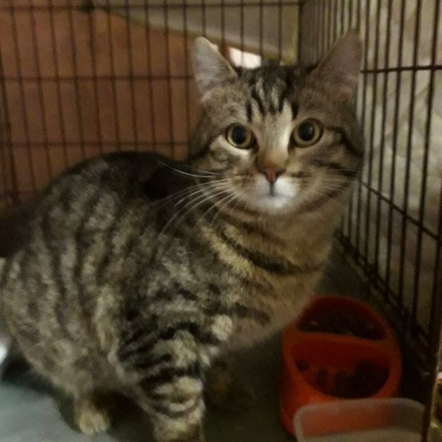 Молодой щекастый котик