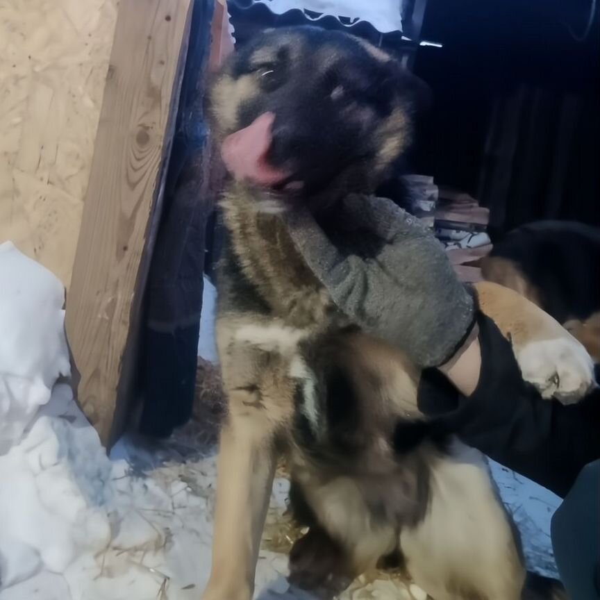 Немецкая овчарка, щенок