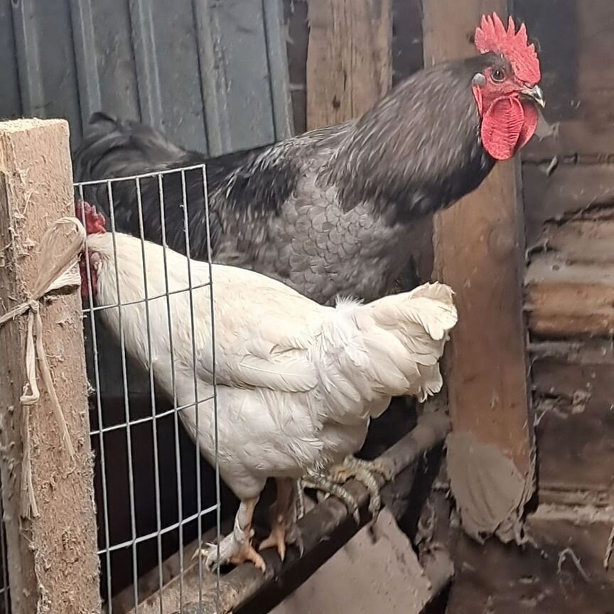 Молодые петухи