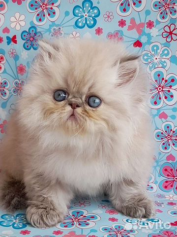 Персидский котенок