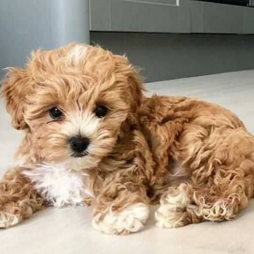 Шикарные мальтипу