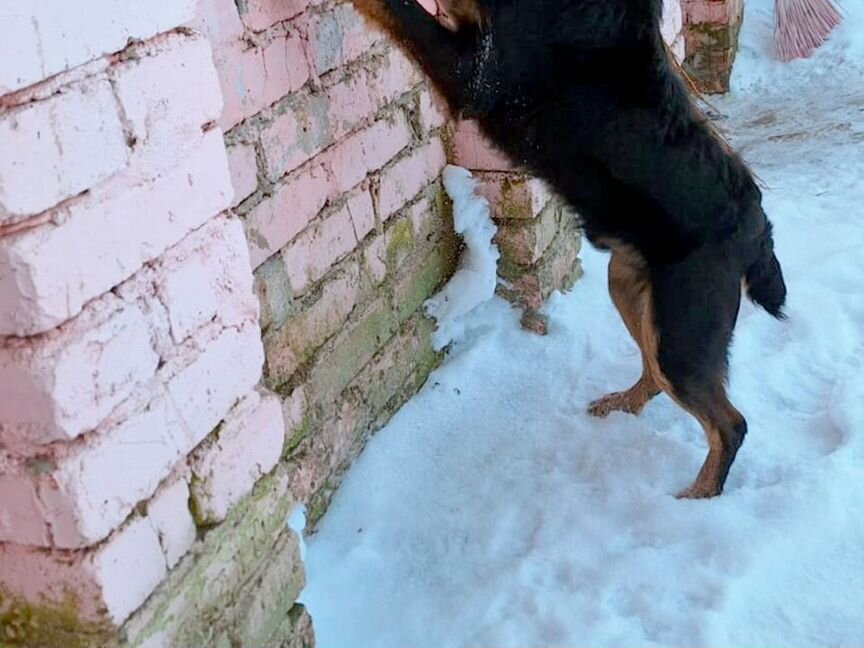 Ягдтерьер рабочий