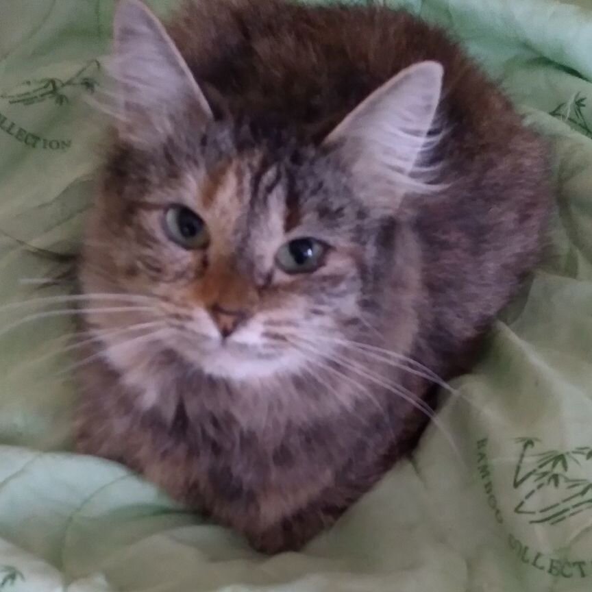 Взрослая кошка в добрые руки