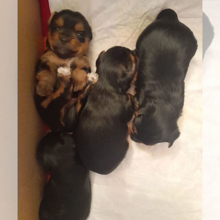 Йоркширский терьер, щенок