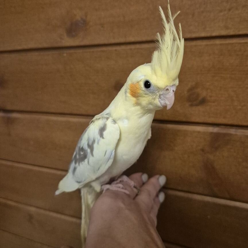 Попугай корелла