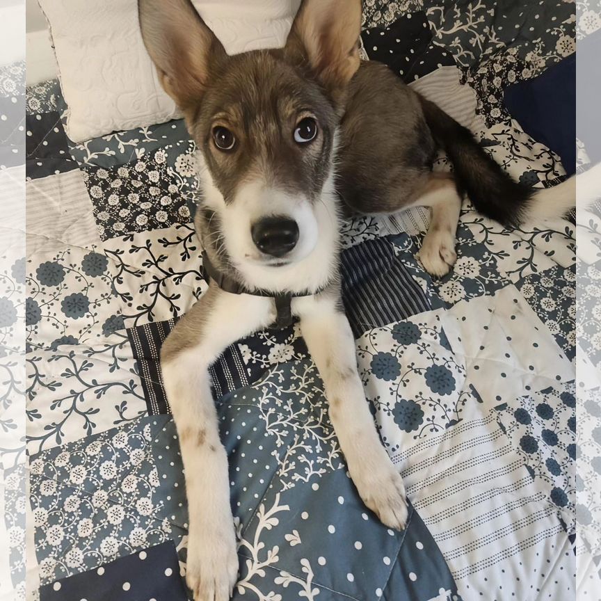 Щенок в добрые руки