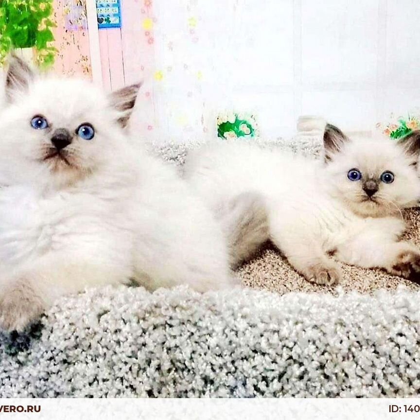 Невские маскарадные котята