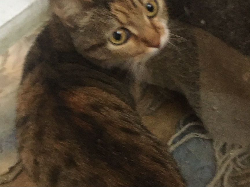 Кошка-Красавица