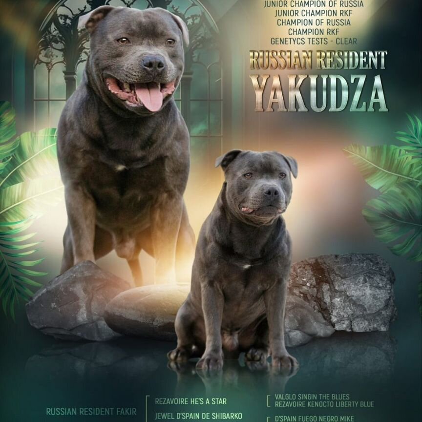 Стаффордширский бультерьер вязка