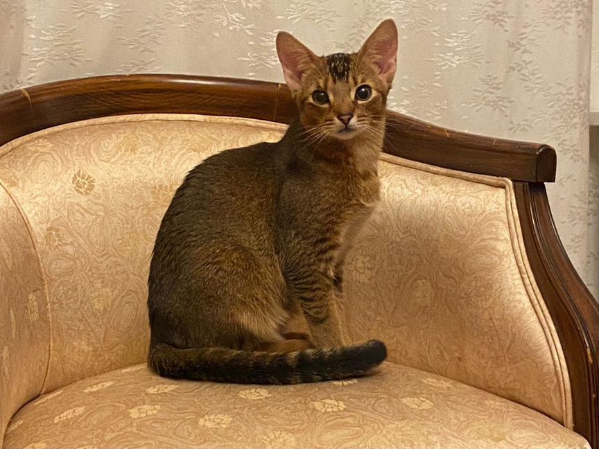 Абисинский котенок
