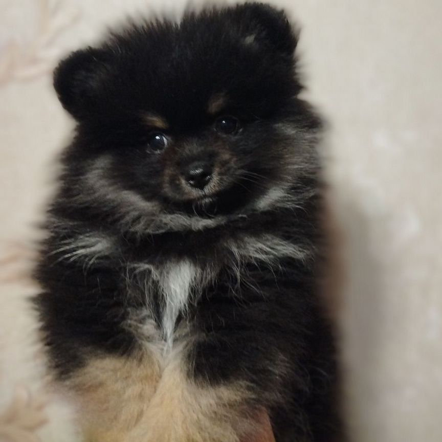 Померанский шпиц, щенок