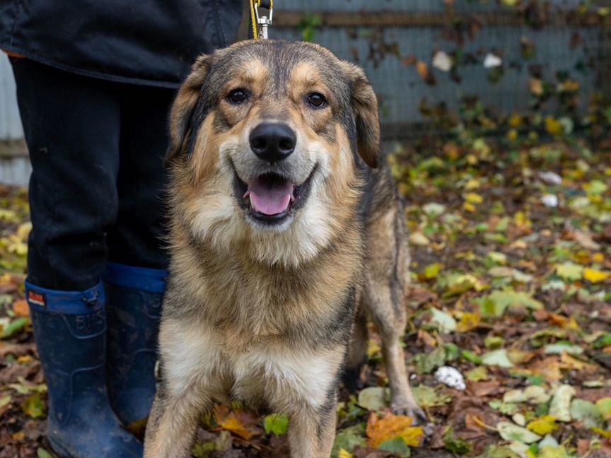 Собака в добрые руки