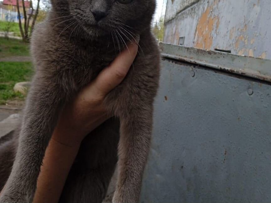 Сиамская кошечка