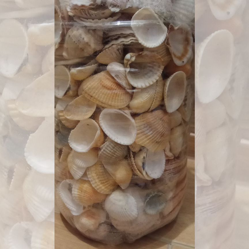 Ракушки для аквариума