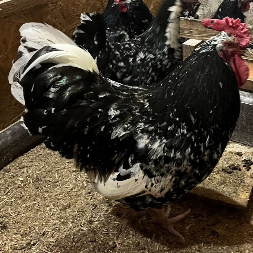 Петух пушкинской породы