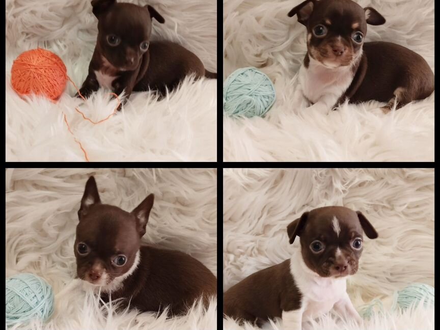 Щенки чихуахуа