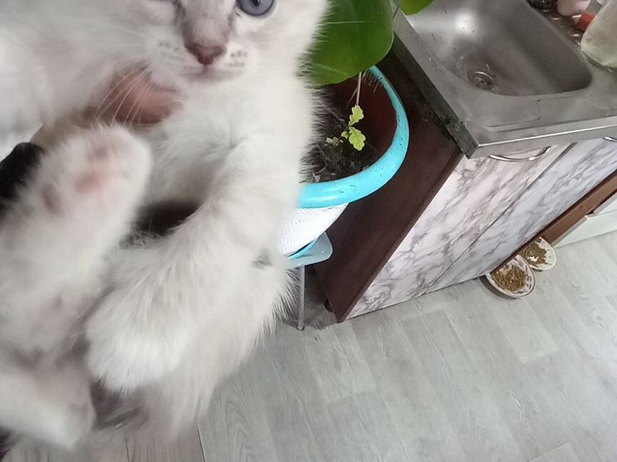 Котёнок,кошка сиамка,1 месяц