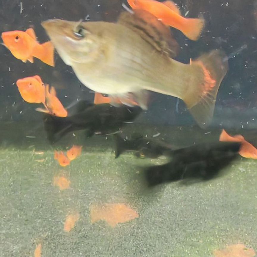 Молинезиии меченосцы