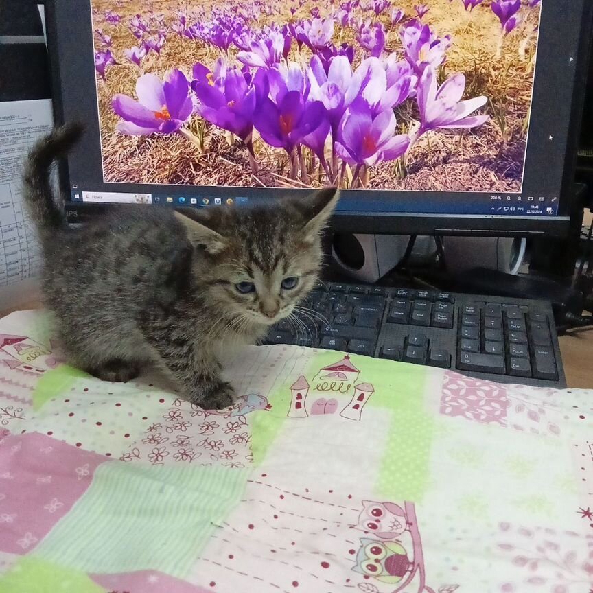 Котята в добрые руки