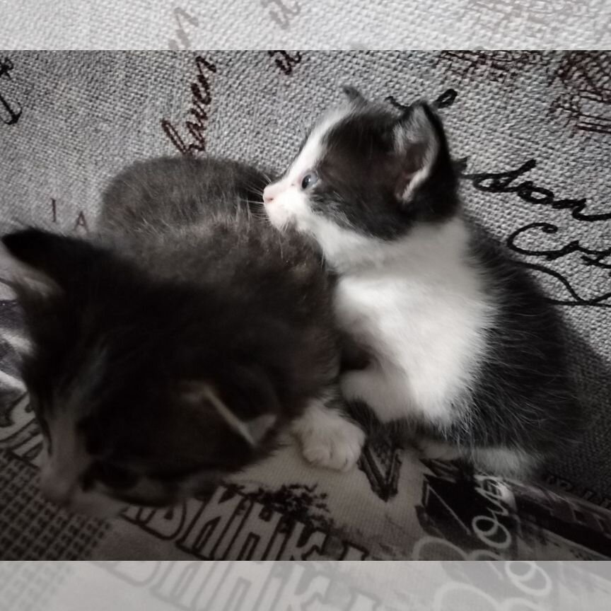Котята в добрые руки бесплатно