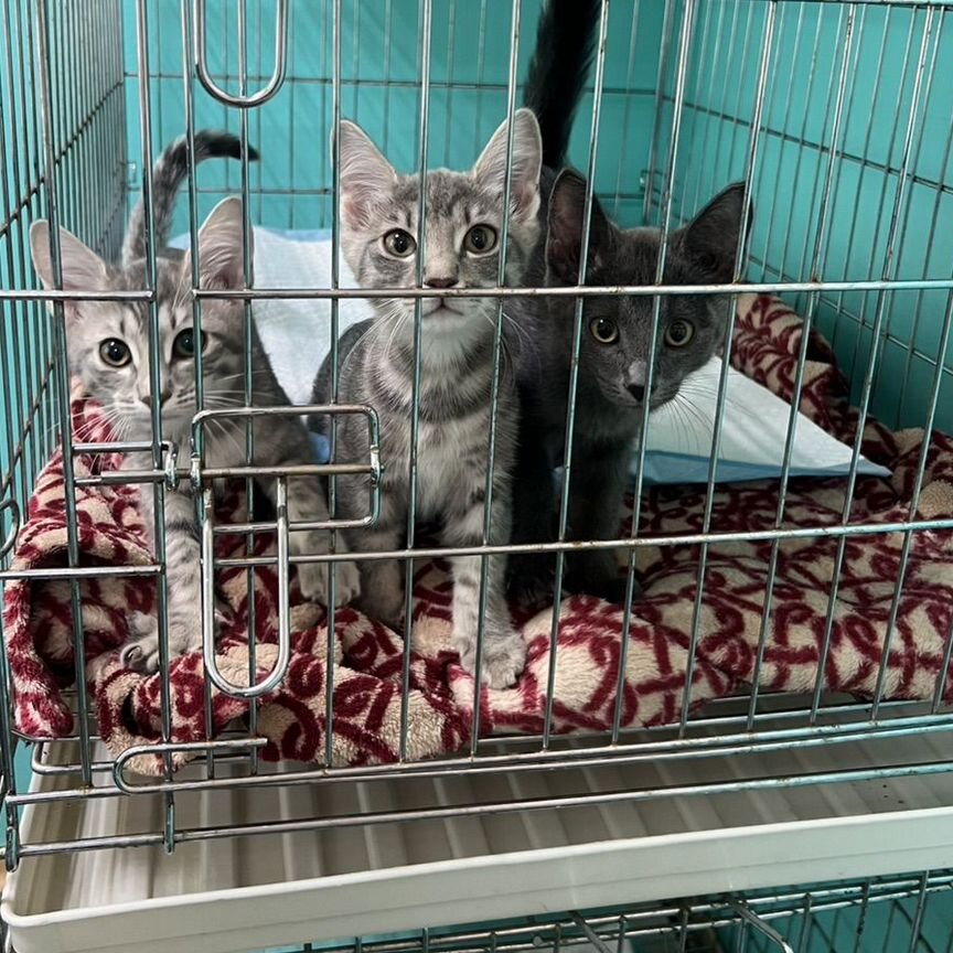 Отдам котят в добрые руки