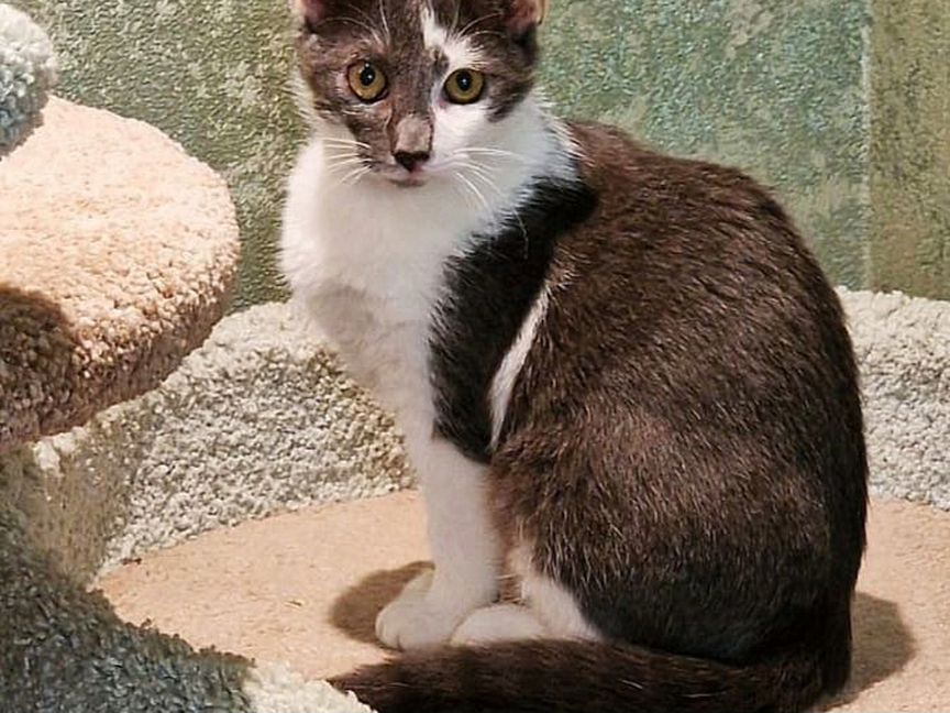 Котята в добрые руки приучены к лотку